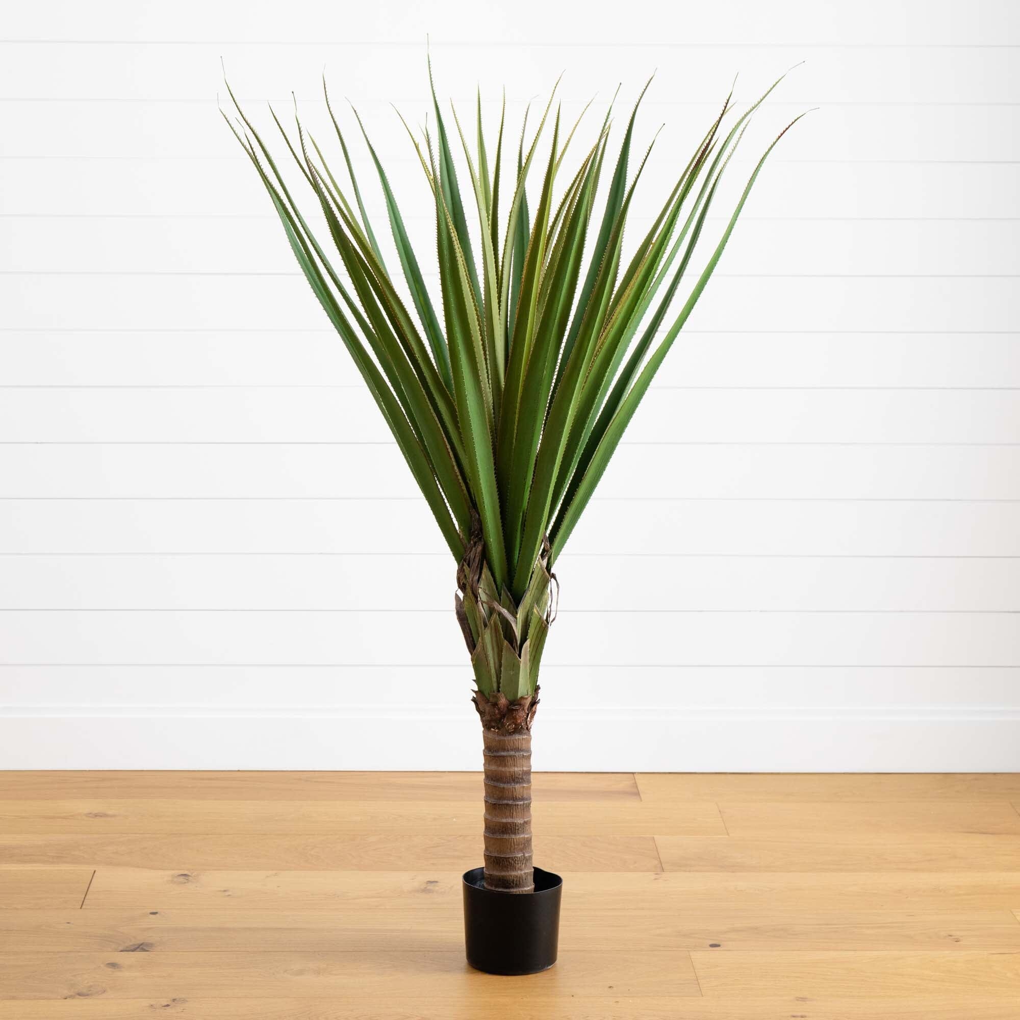 5' Spiked Agave Tree – SHOPLOBBIE™